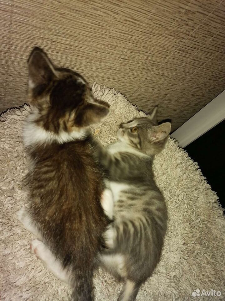Котята