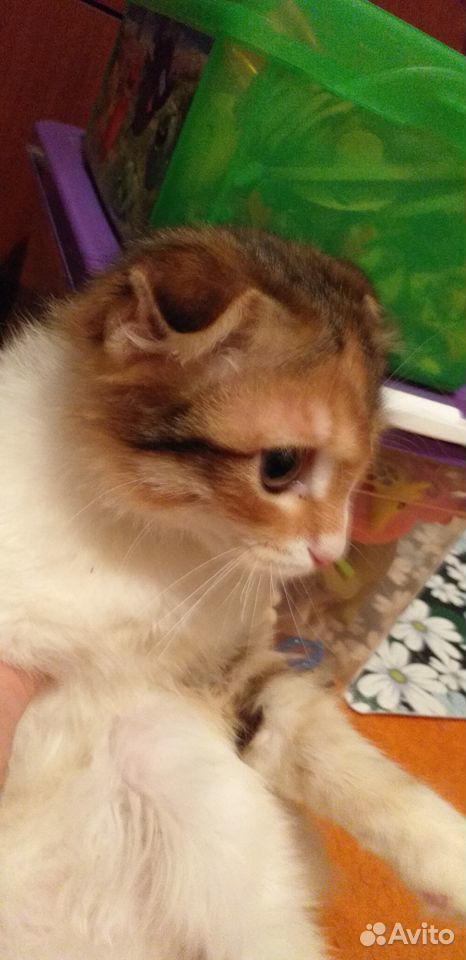 Вислоухий котенок,девочка,почти 4 месяца