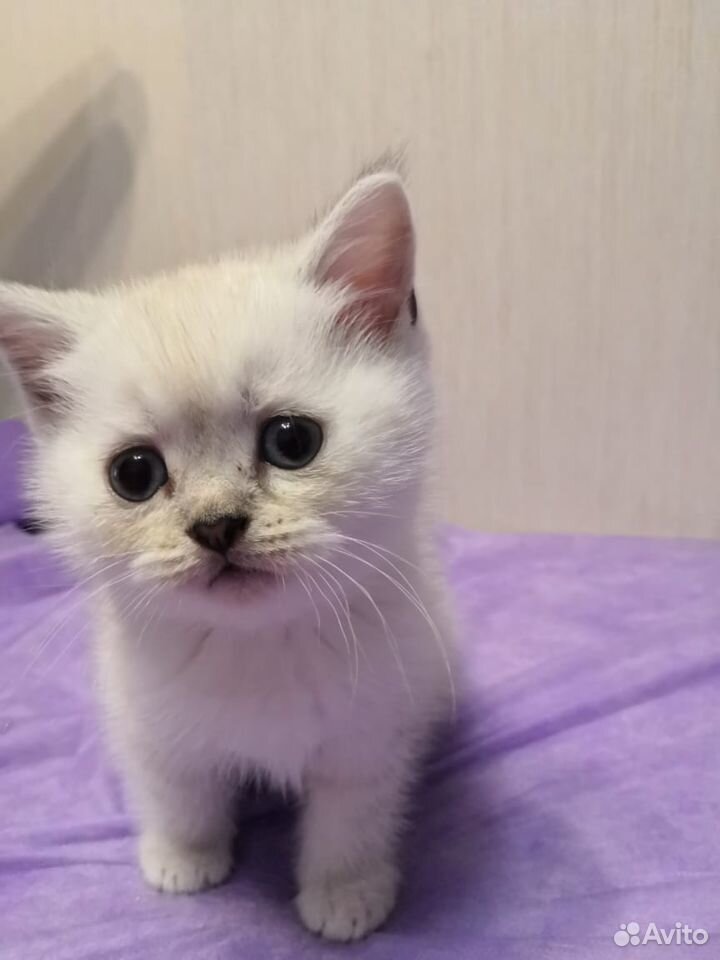 Серебристая шиншила