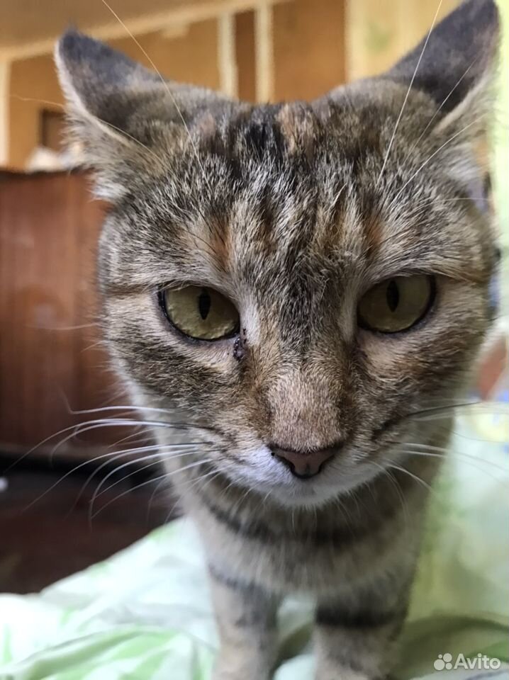 Нежная кошечка ищет дом