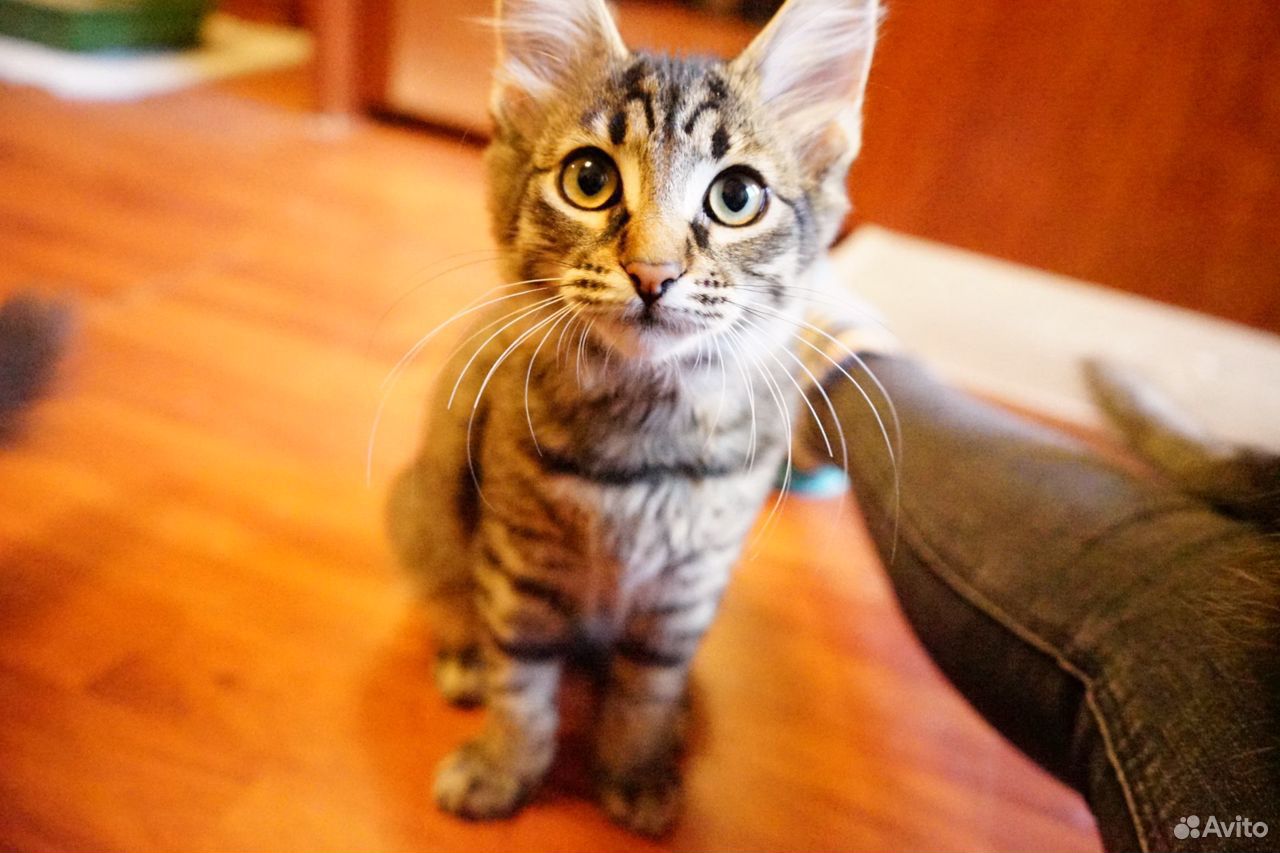 Милая Тигра ищет дом и любящих родителей