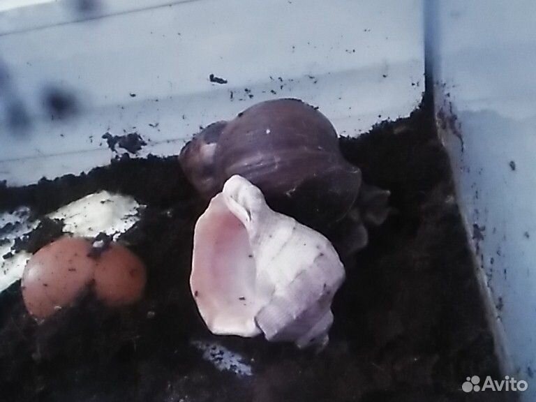 Улитки декоративные