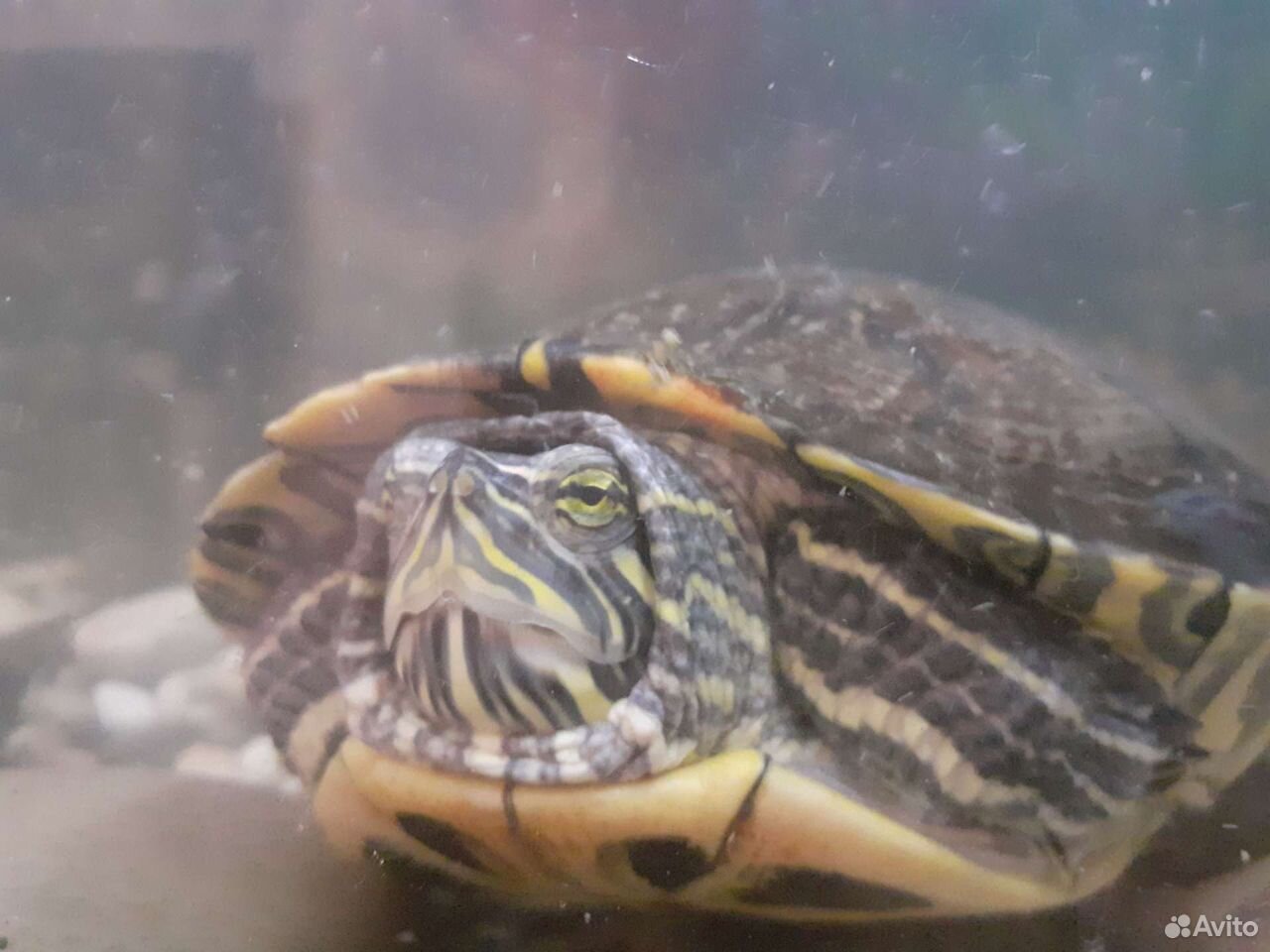 Красноухая черепаха, самка