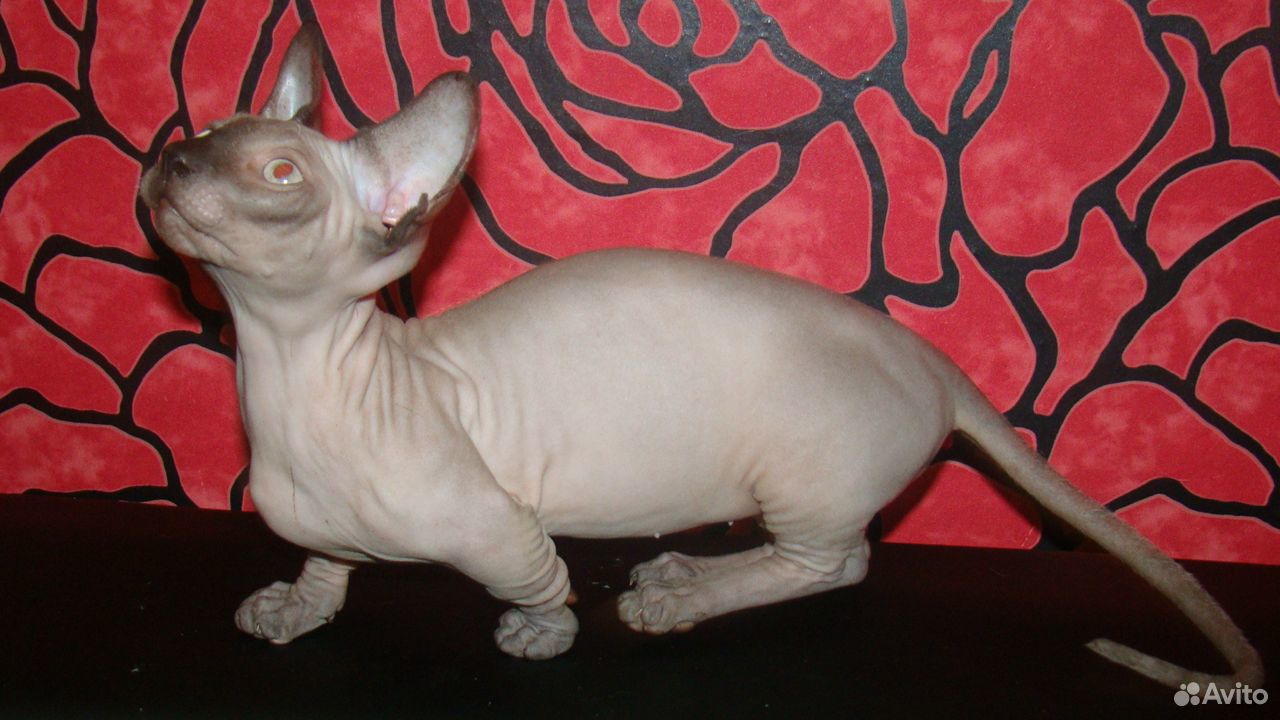 Короткие лапки бамбино