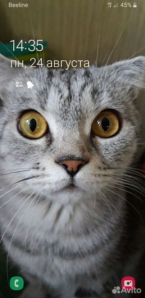Котята шотландцы
