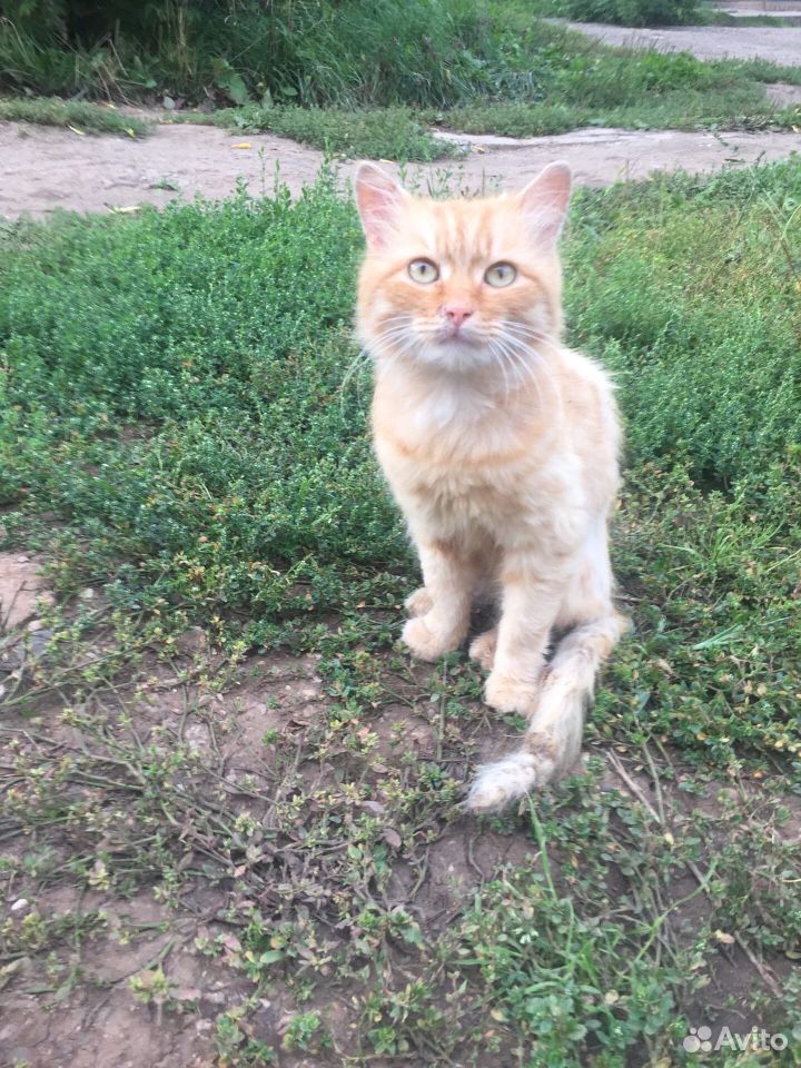 Котик Бусик хочет домой