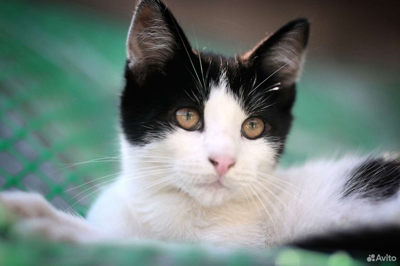 Макс ищет дом