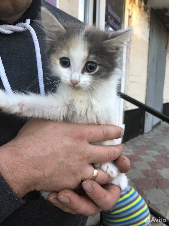 Нашли в лесу котёнка Может кто-нибудь приютит