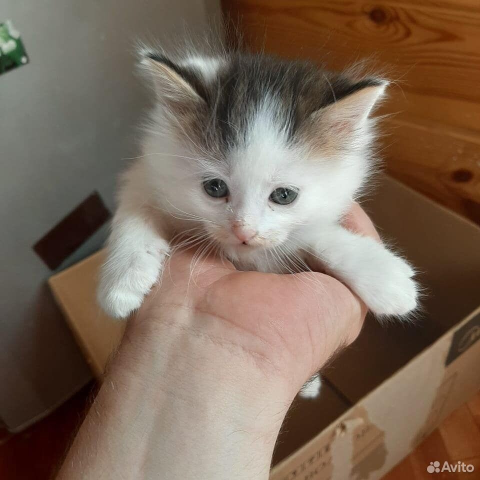 Котята