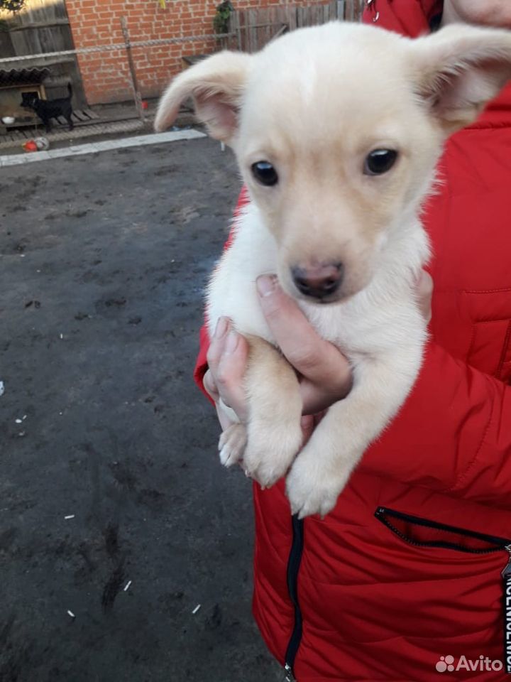 Мелкий мальчик