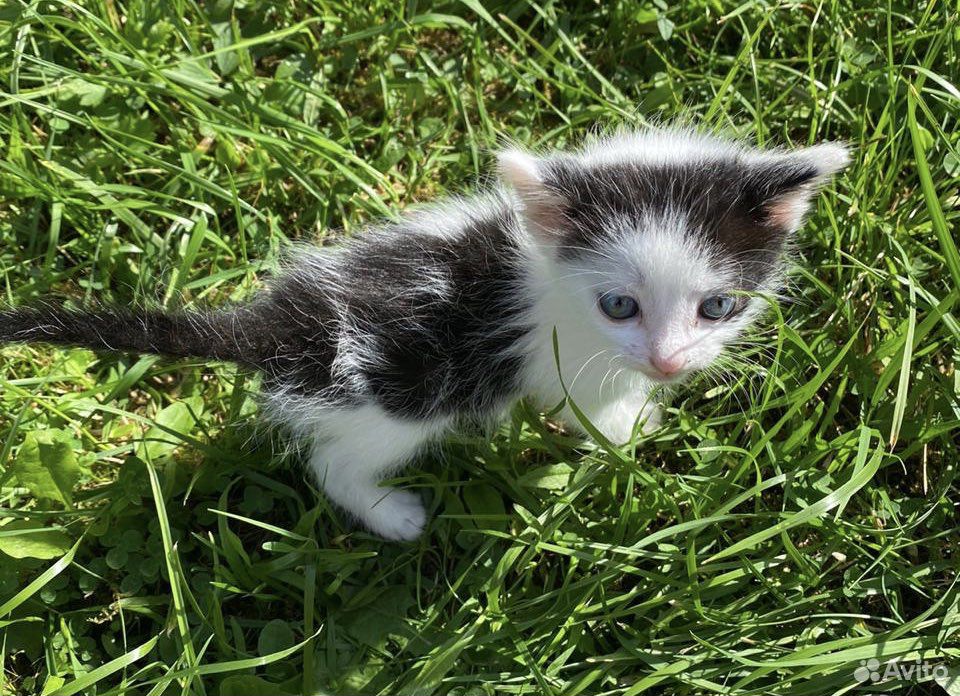 Кот