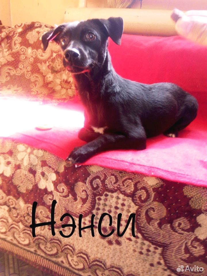Ищет лучший дом мелкая собачка Нэнси