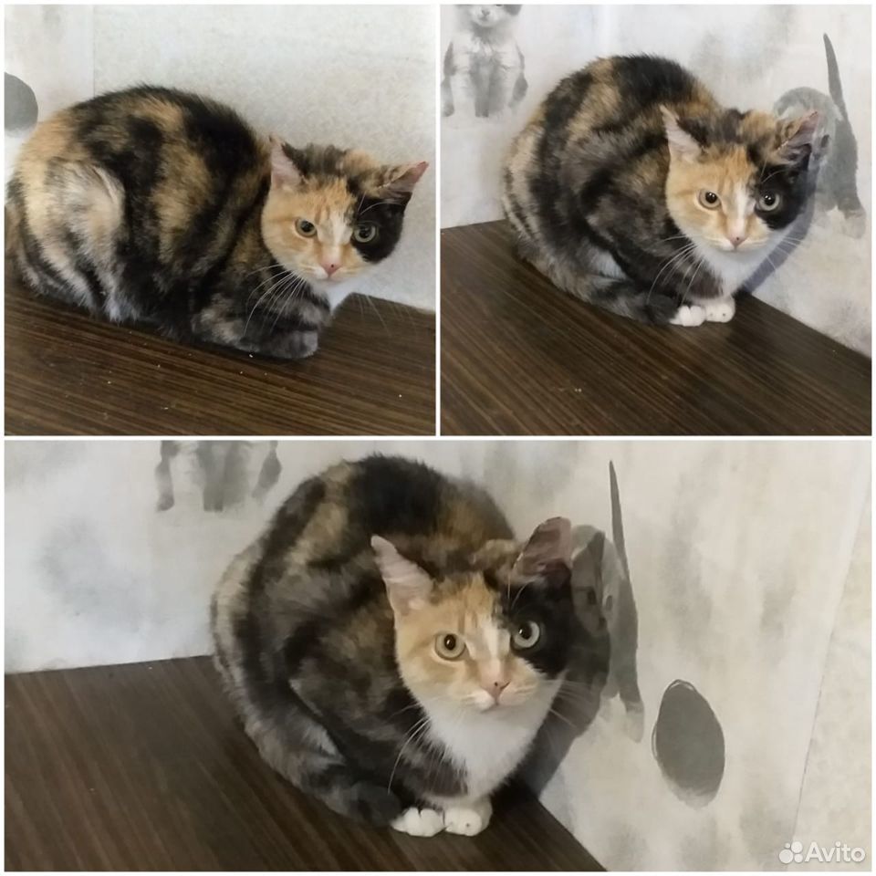Кошка Муся