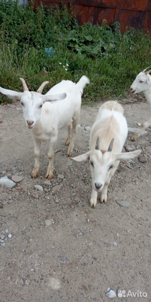 Продаются козочки