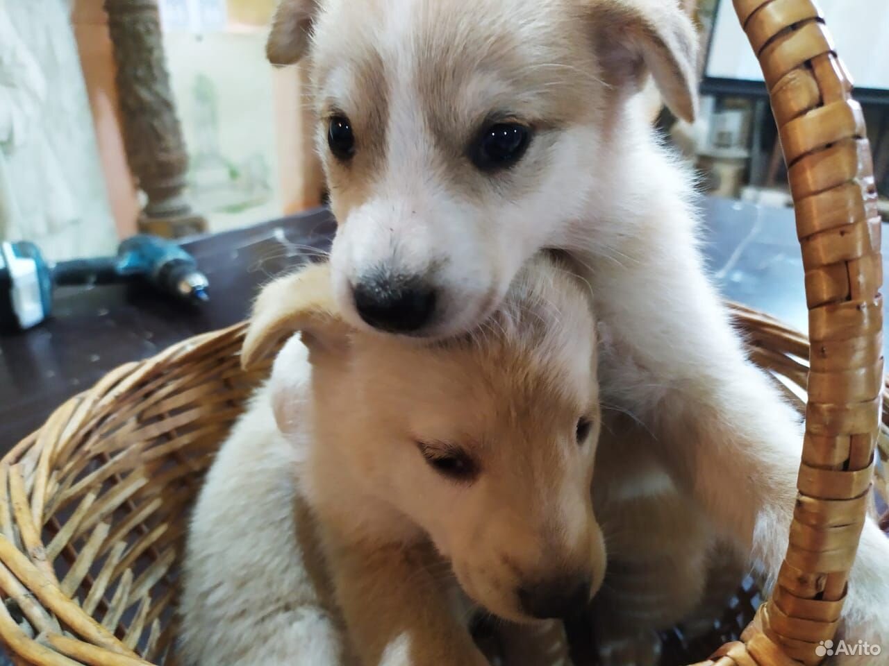 Щенки ищут дом