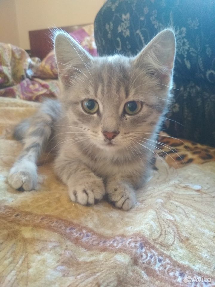 Классный котенок Смурфи ищет дом