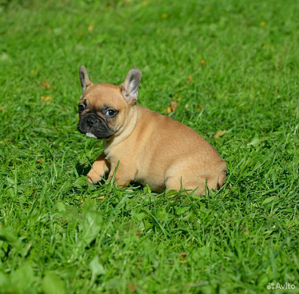 Француженка