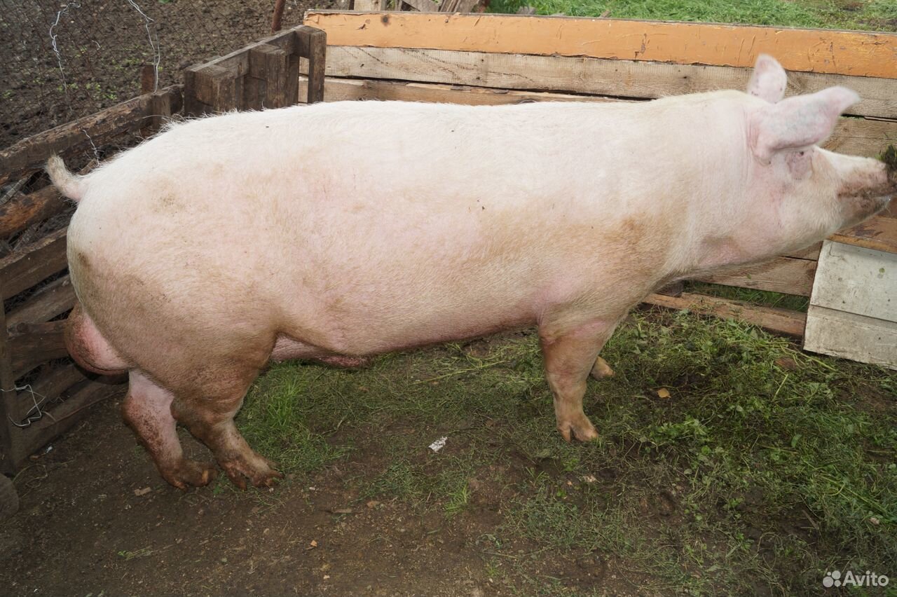 Чистопородный хряк ландрас