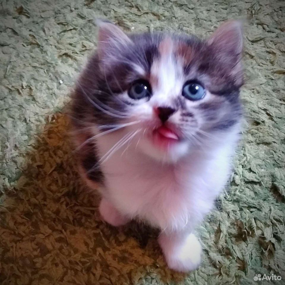Котëнок