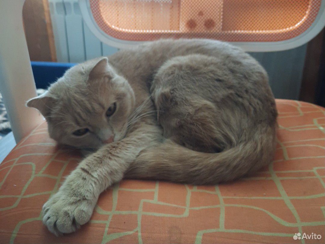 Шотландская вислоухая кошечка