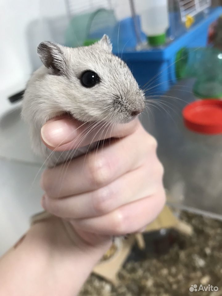 Песчанки девочки 2,5 мес