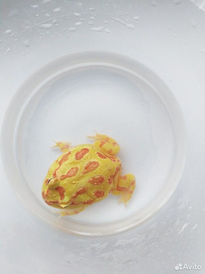 Чакская рогатка(Ceratophrys cranwelli)