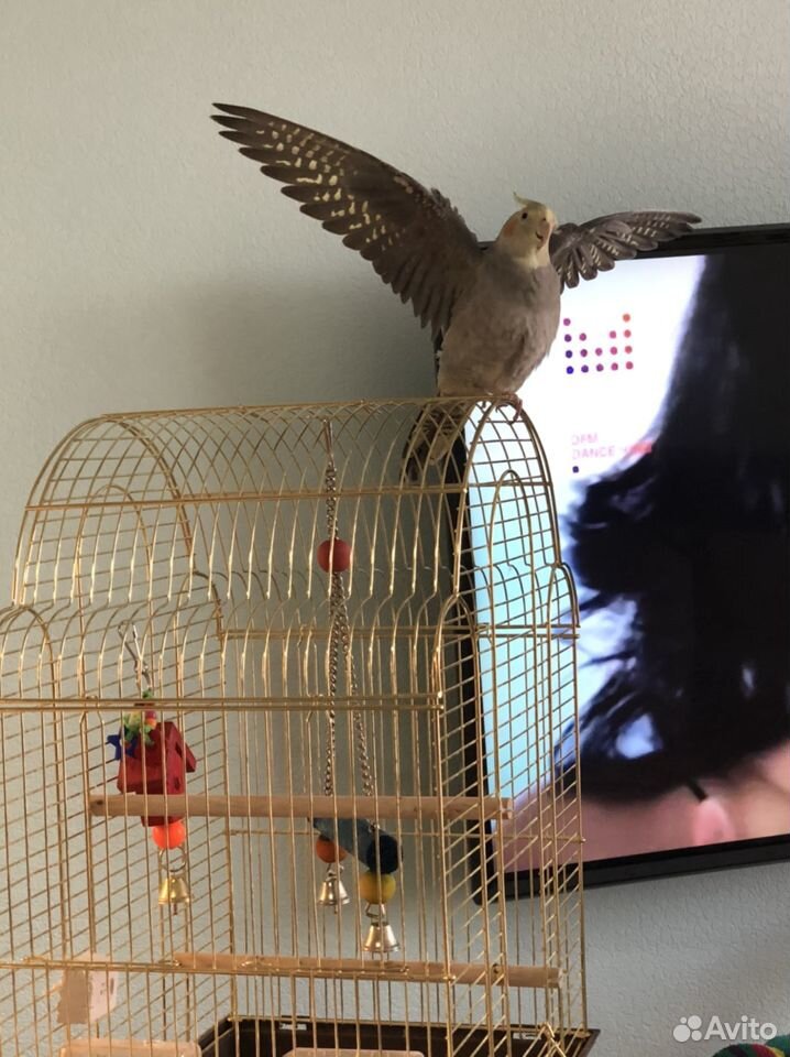 Попугай - коррела