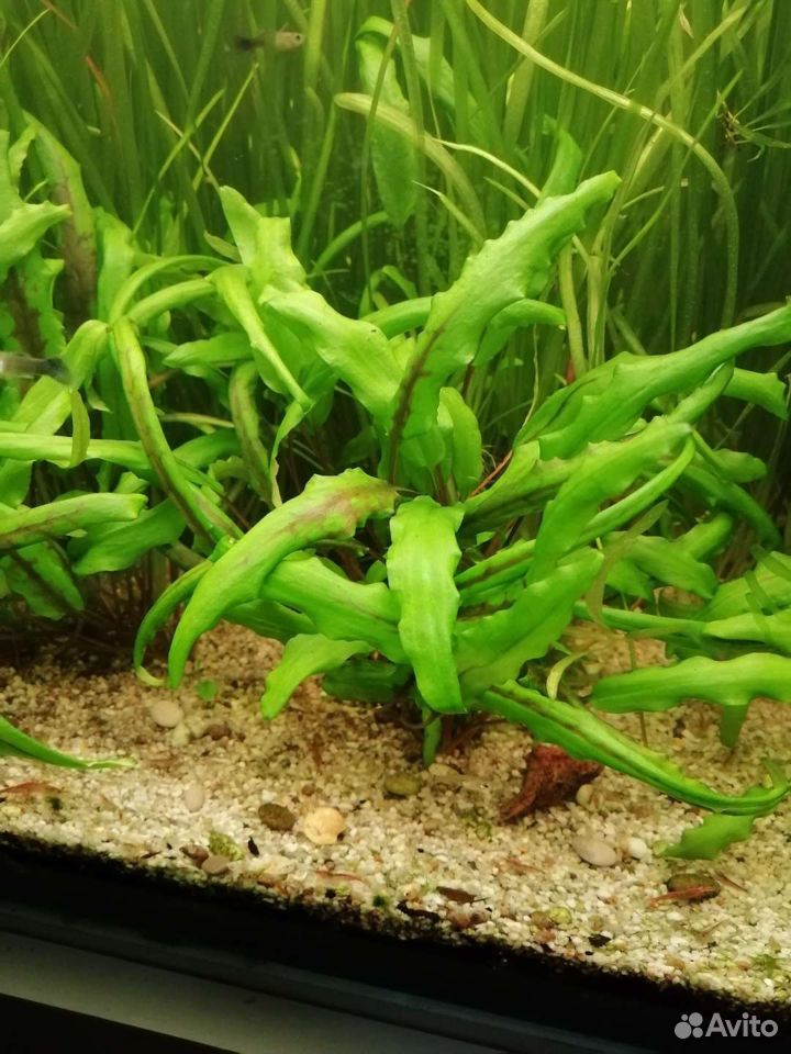 Аквариумные растения