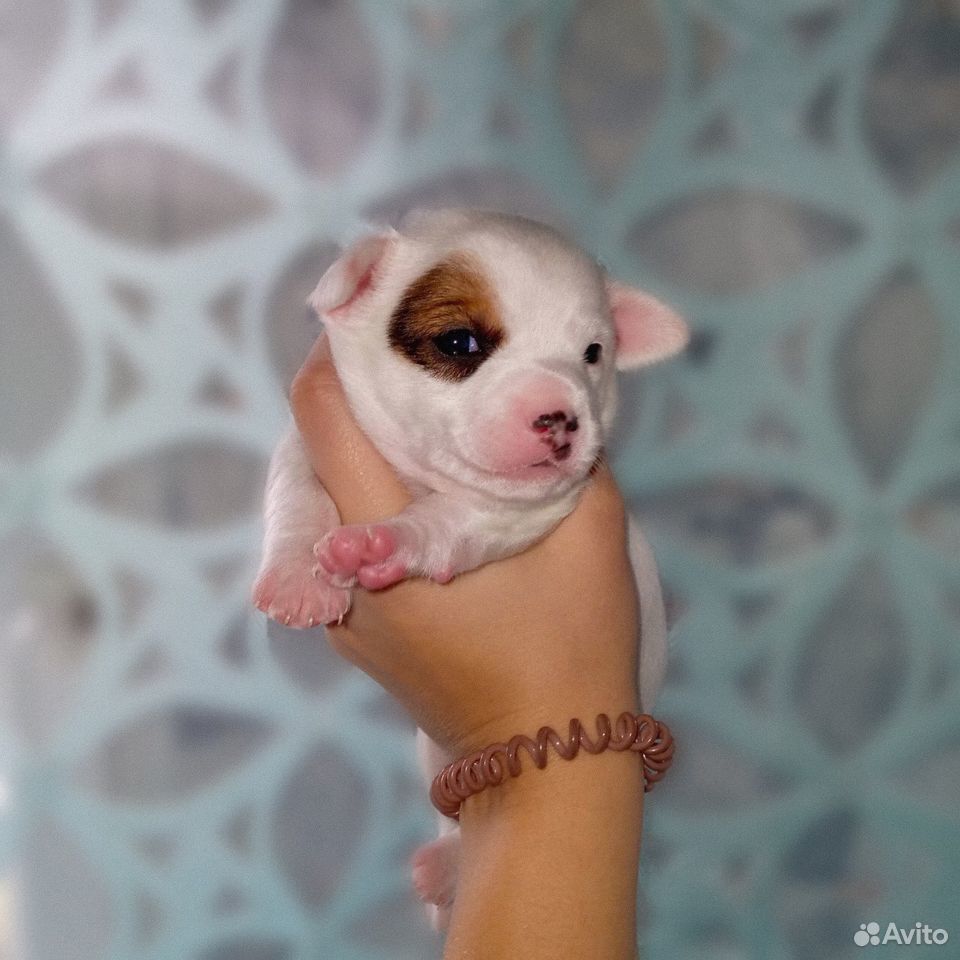 Чистокровные Щенки Чихуахуа