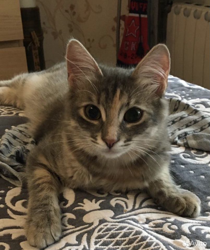 Котёнок милашка Асенька 5,5 месяцев в добрые руки