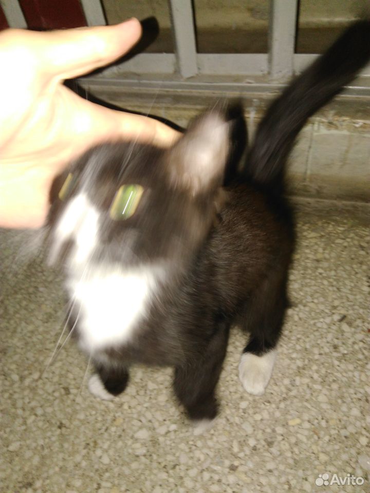 Котёнок