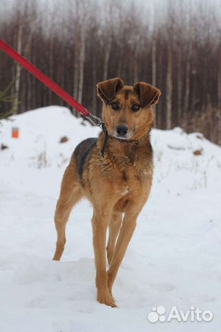 Нюша в добрые руки