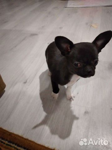 Щенки чихуахуа