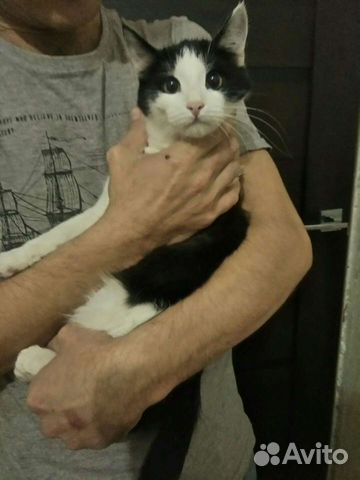 Котенок