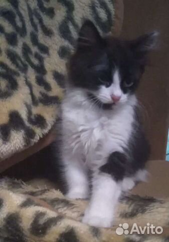 Котенок. Черно-белое счастье