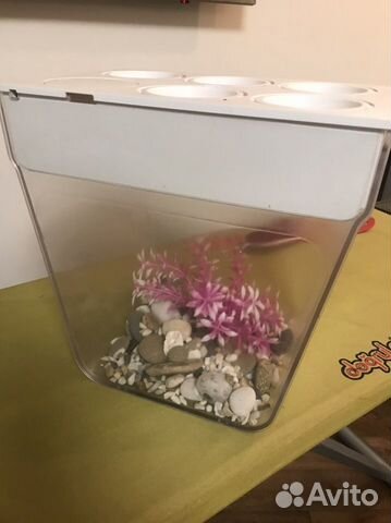 Аквариум маленький