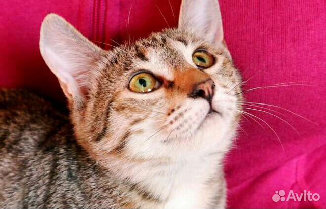 Сильвия- очень ждёт доброго человека, 7 месяцев