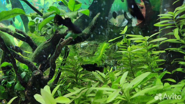 Отдам Пецилий