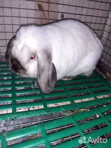 Декоративный кролик