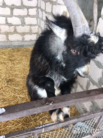 Козел и коза