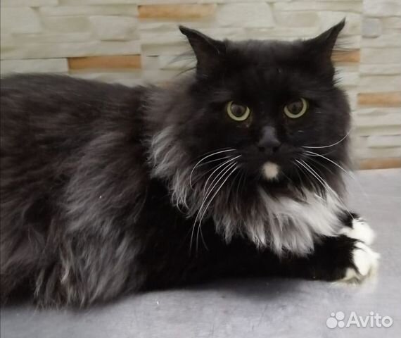 Кот Барон ищет хозяев