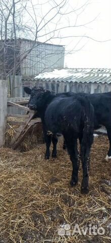 Годовалая телка