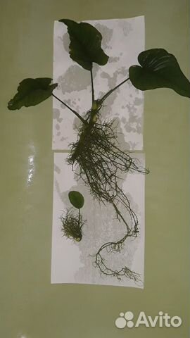 Анубиас Бартера