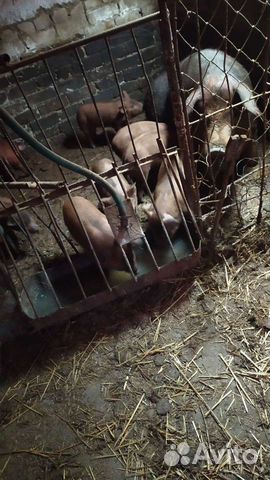 Поросята породы Дюрок (4 кабанчика)