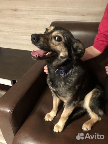 Маленькая собака ищет дом