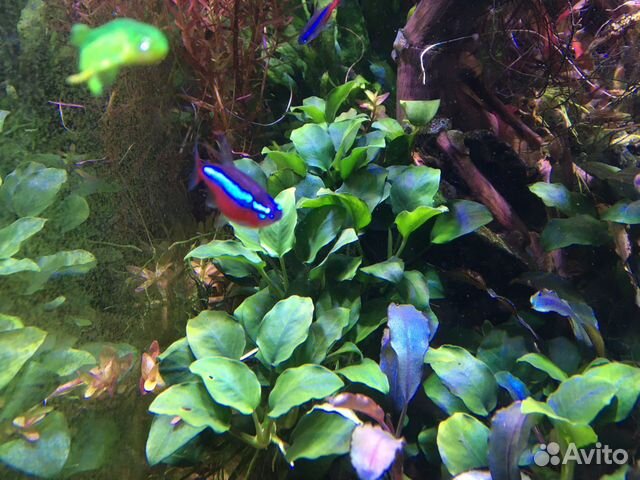 Растения для пресноводного аквариума