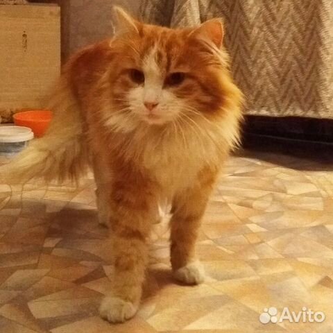 Кошка кот бесплатно в добрые руки