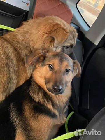 Прекрасные девочки, сестрёнки, возраст 6 месяцев