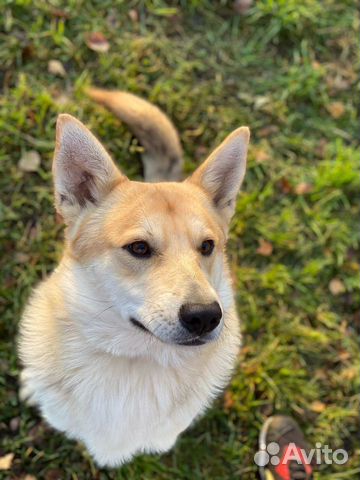 Классная собака молодой пёс Атос ласковый