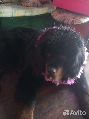 Тибетский мастиф вязка